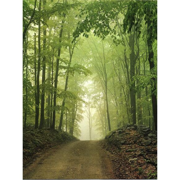 None and/or Unknown | Other | Foggy Forest Pathway Landscape 97s Retro ...